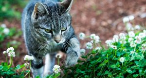 Routines For Cats - PetlifeSA