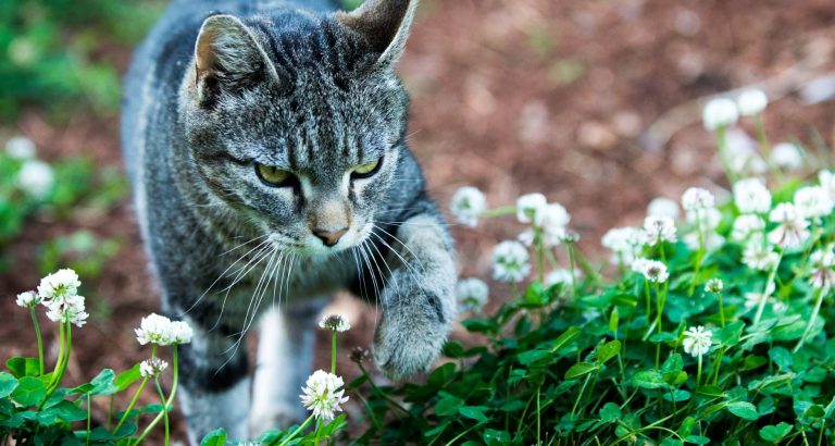 Routines For Cats - PetlifeSA