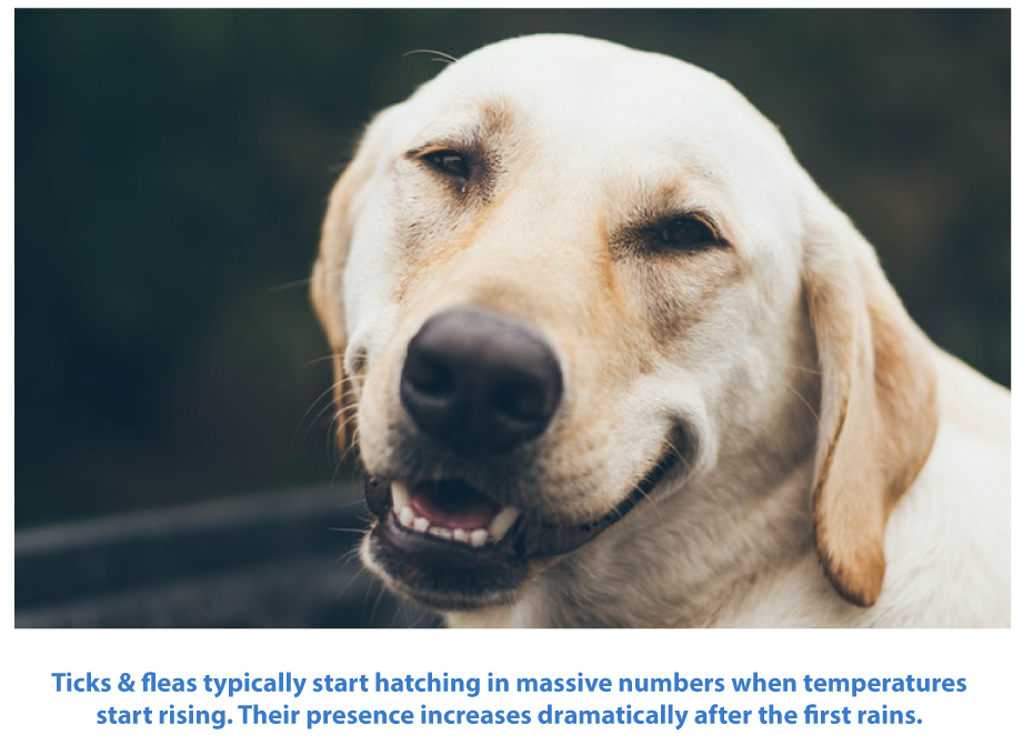 Ticks & Fleas - When They Thrive And What To Do - PetlifeSA
