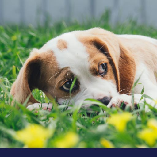 Negative Punishment For Dogs - PetlifeSA