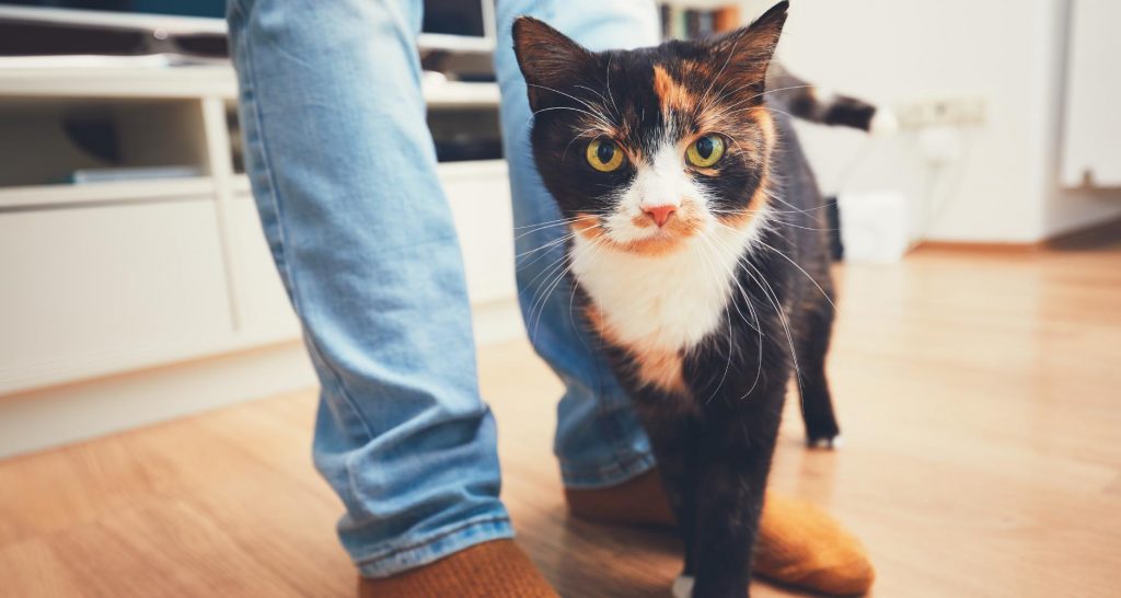 Common Cat Behaviours - PetlifeSA