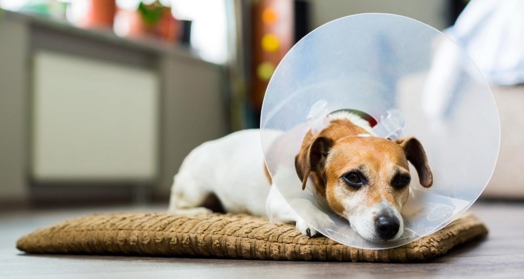 Abscesses In Dogs - PetlifeSA
