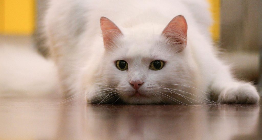 Enjoyable Exercises For Cats - PetlifeSA