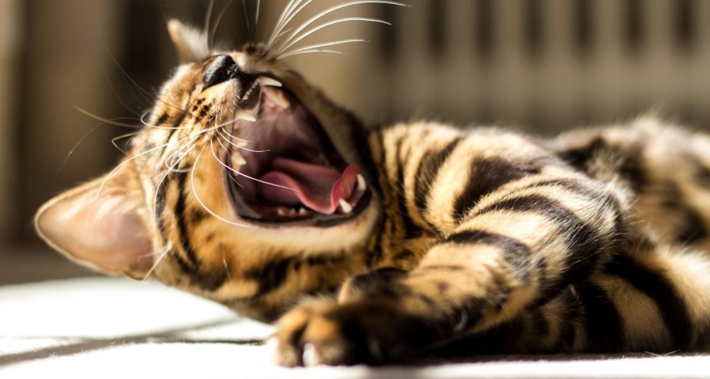 Feline Tooth Resorption: What You Need To Know - PetlifeSA