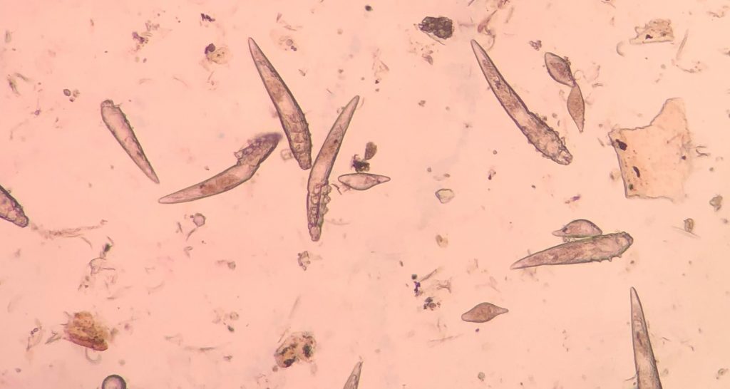 Cat Mange - What You Need To Know - PetlifeSA