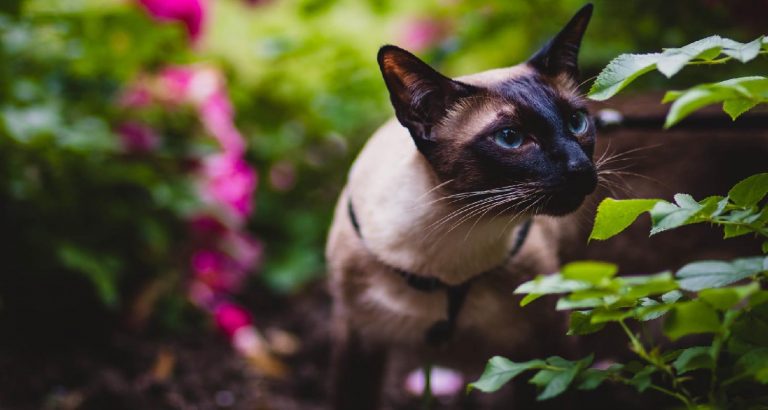 Evolution: The Origin Of Cats - PetlifeSA