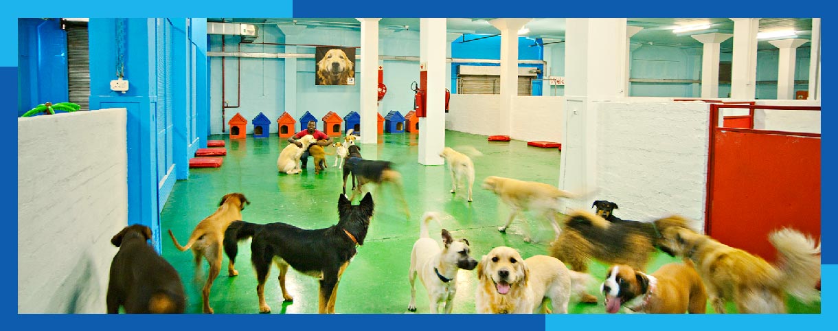 Why a Pet Hotel Makes Perfect Sense - PetlifeSA