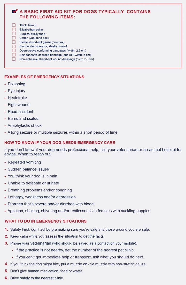 Basic First Aid For Dogs Part 1: First Aid Kit & Emergencies Overview ...