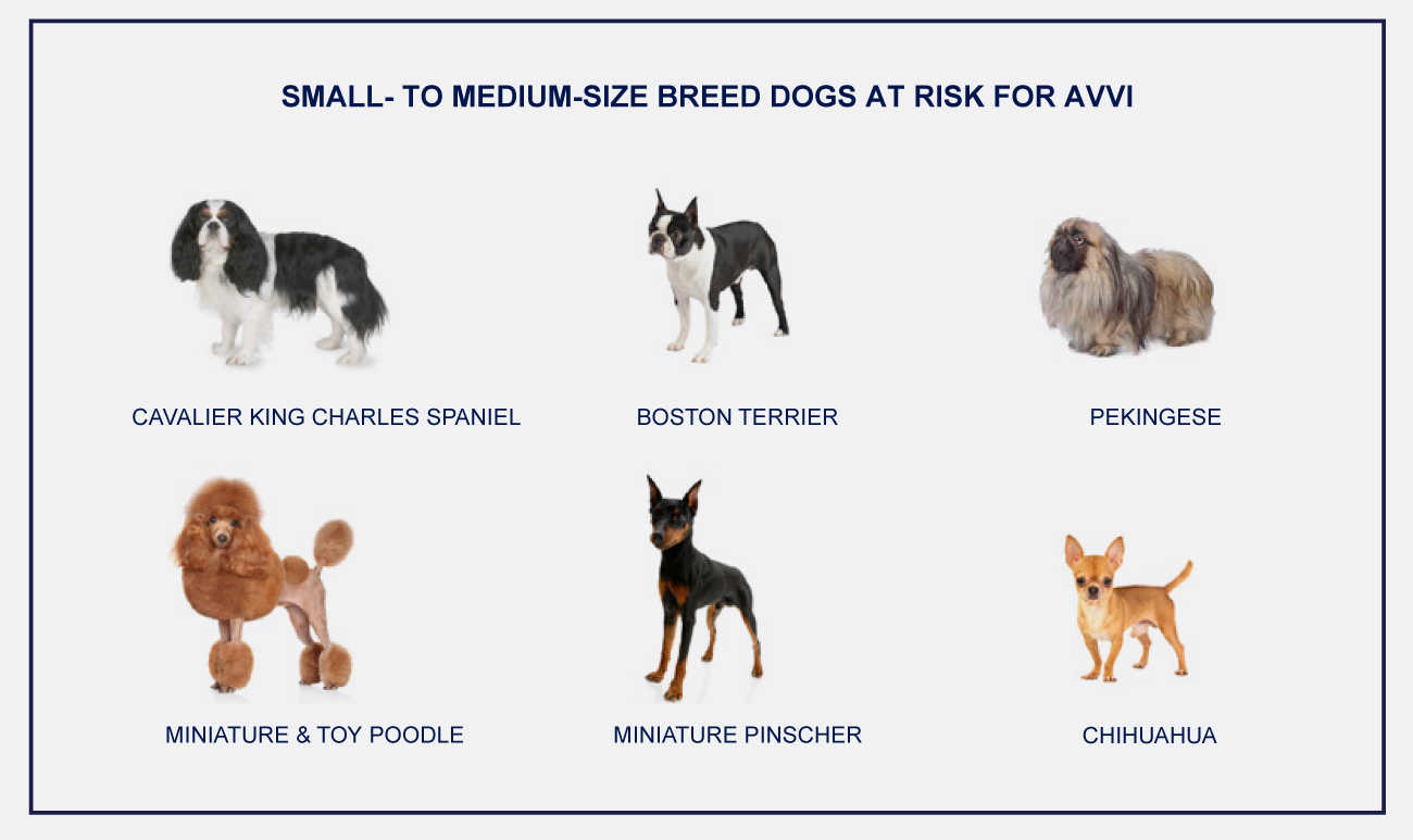 What Is The Treatment For Congestive Heart Failure In Dogs