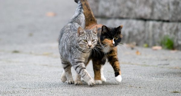 What You Need To Know About Feral Cats - PetlifeSA