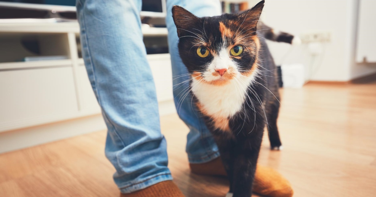 Common Cat Behaviours - PetlifeSA