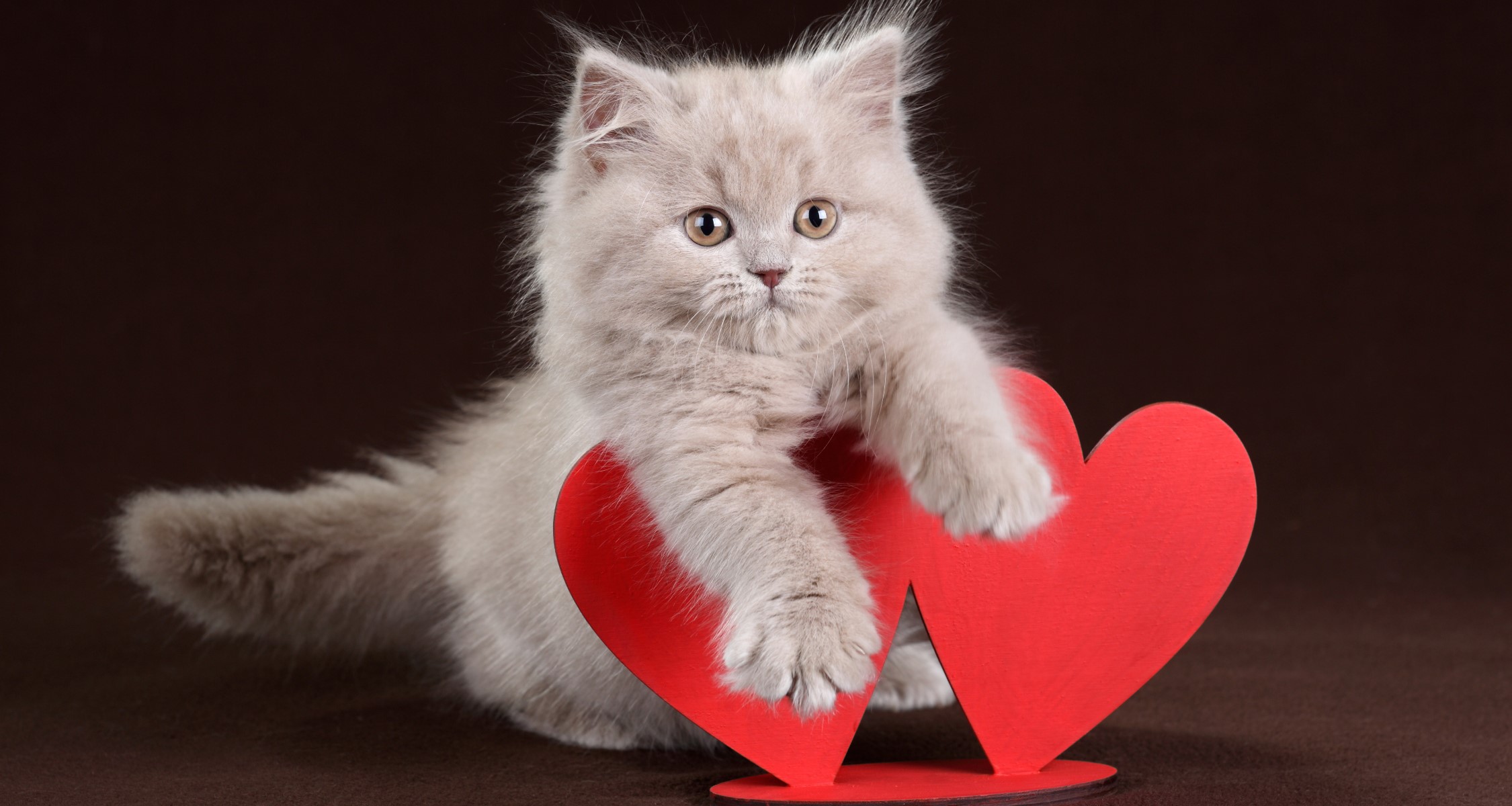 6 Ways To Treat Your Pet On Valentine s Day PetlifeSA