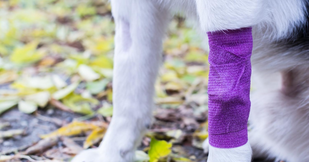 Basic First Aid For Dogs Part 2: First Aid For Different Situations ...