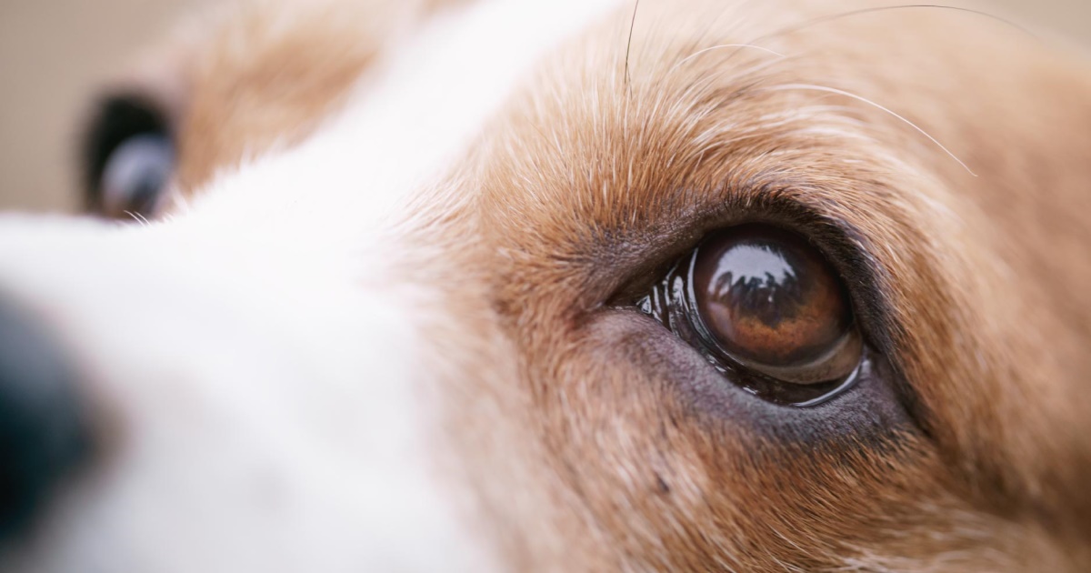 A List Of Common Eye Conditions In Canines: Part 1 - PetlifeSA