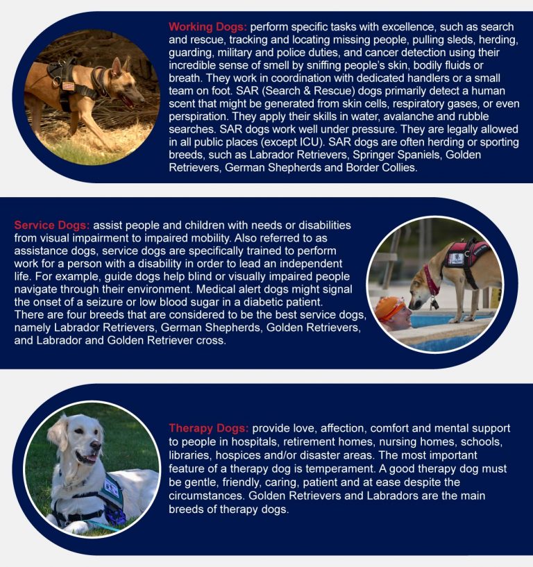 What You Need To Know About Working, Service & Therapy Dogs - PetlifeSA