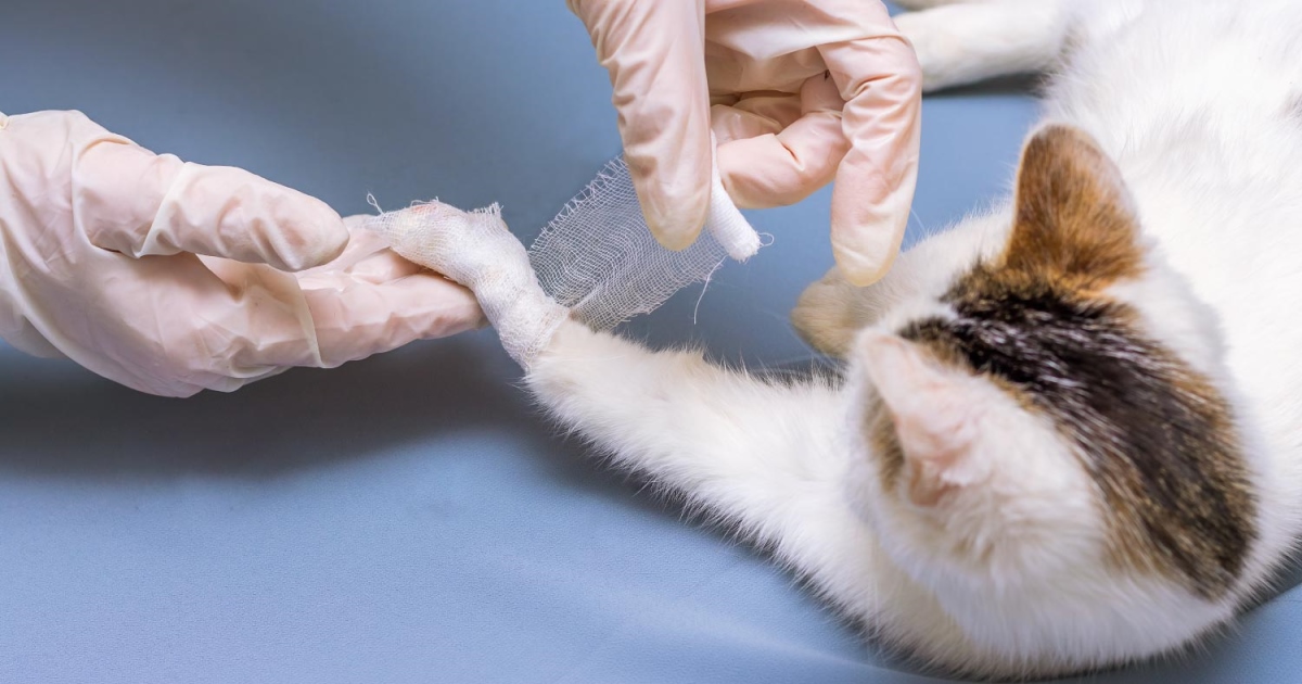 Bite-Wounds In Cats - PetlifeSA