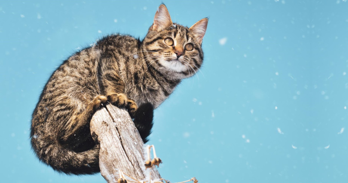 Why Do Cats Need To Exercise? - PetlifeSA