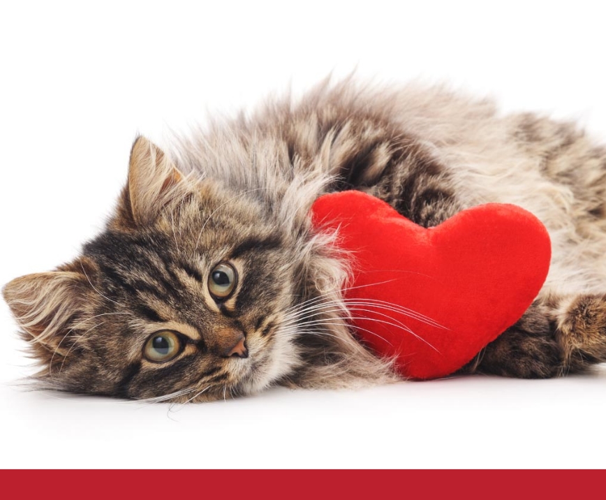 PetlifeSA™ - A Place for Dog & Cat Lovers | petlifesa.com