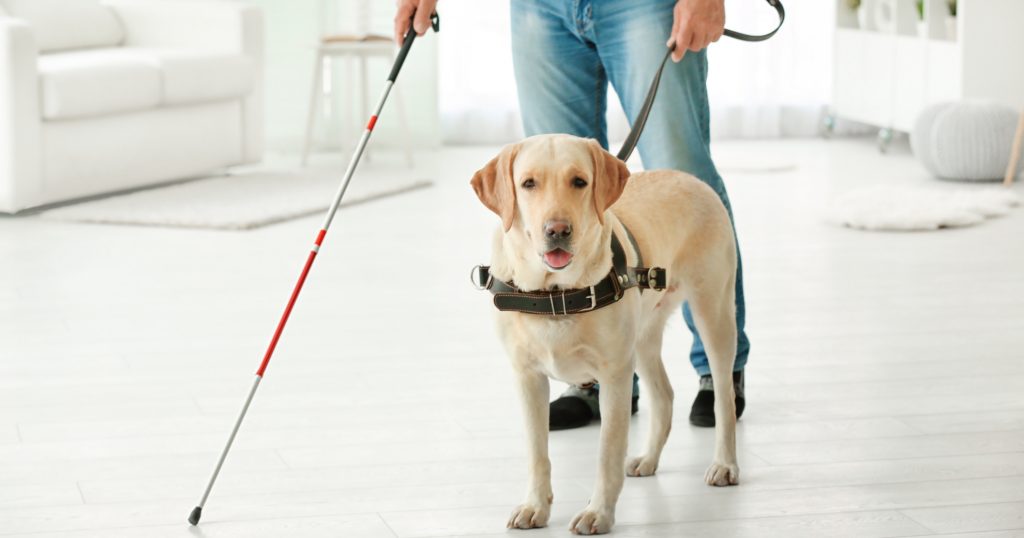 What You Need To Know About Working, Service & Therapy Dogs - PetlifeSA