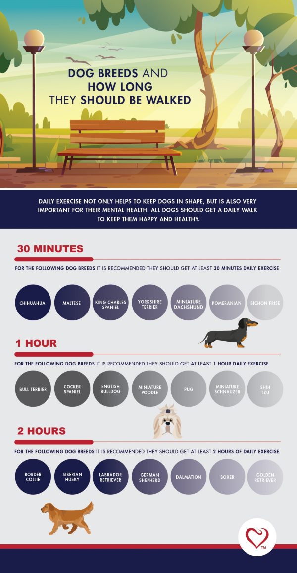 Dog breeds and how long they should be walked - PetlifeSA
