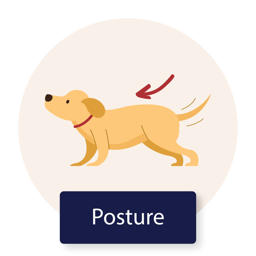 Doggy Communication: Body Language - PetlifeSA