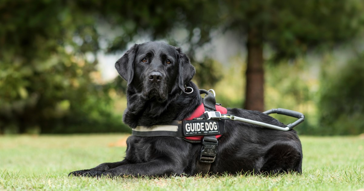 Knowing More About Service Dogs - PetlifeSA
