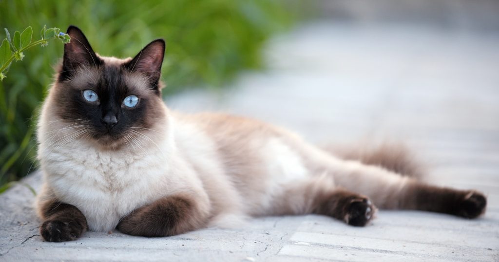 Most Popular Cats - PetlifeSA