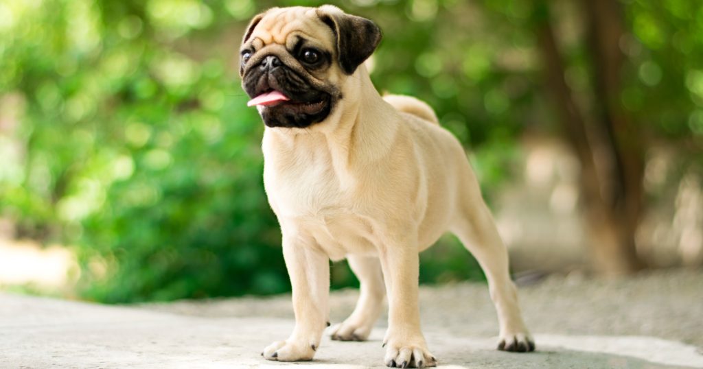 What You Need To Know About Pugs - PetlifeSA