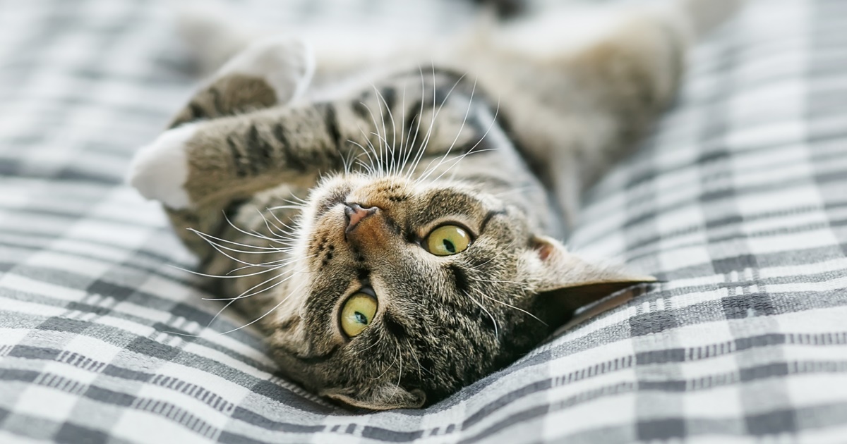 First Aid For Cats - PetlifeSA