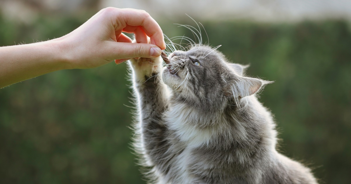 Recipe: Cheesy Cat Treats - PetlifeSA
