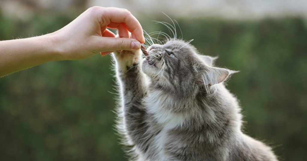 Recipe: Cheesy Cat Treats - PetlifeSA