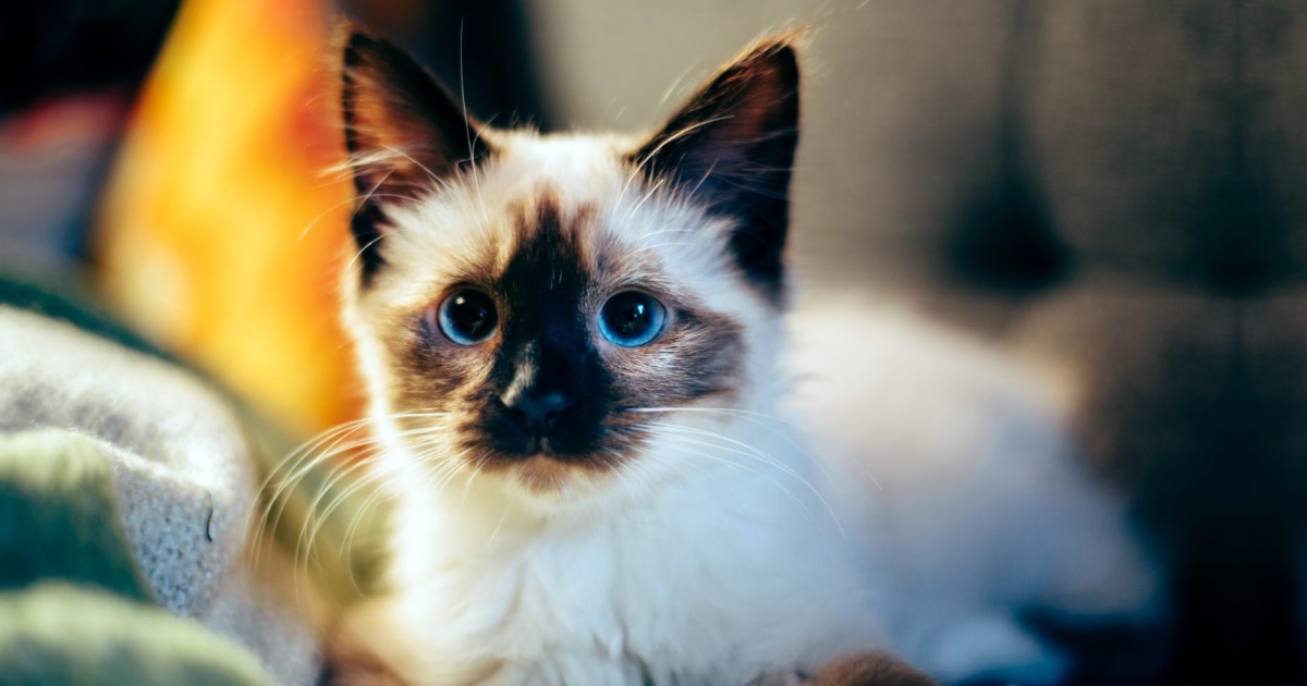 Enlarged Heart (Dilated Cardiomyopathy) In Cats - PetlifeSA