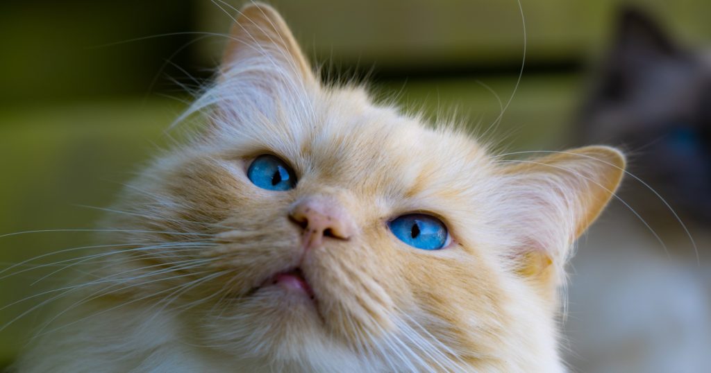 The Best Cat Breeds For Families With Children - PetlifeSA