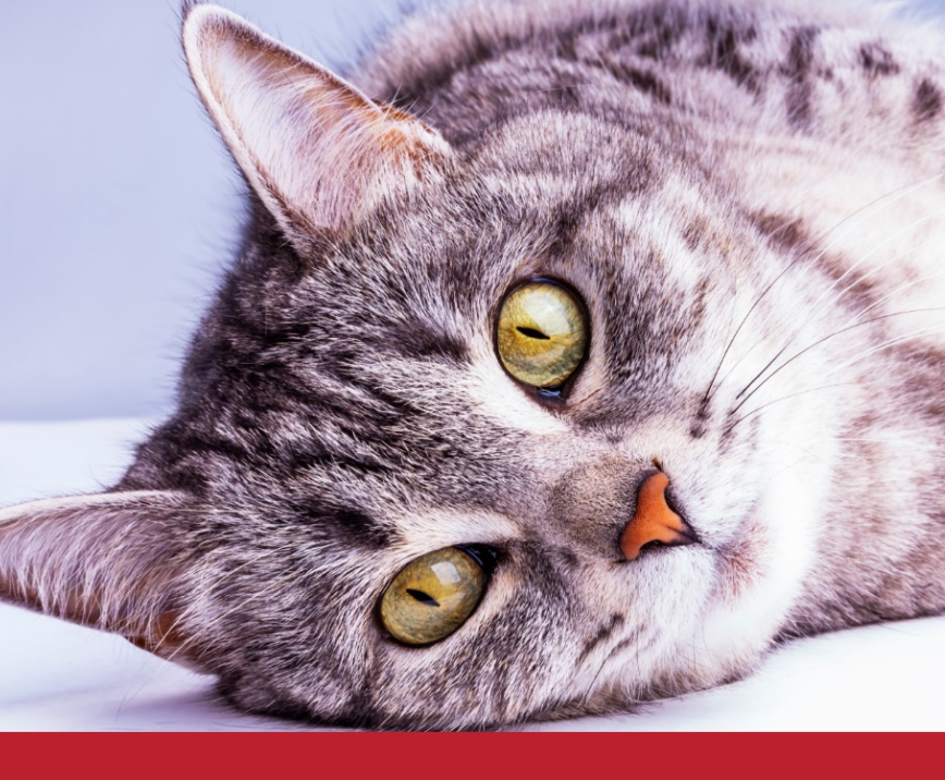 PetlifeSA™ - A Place for Dog & Cat Lovers | petlifesa.com