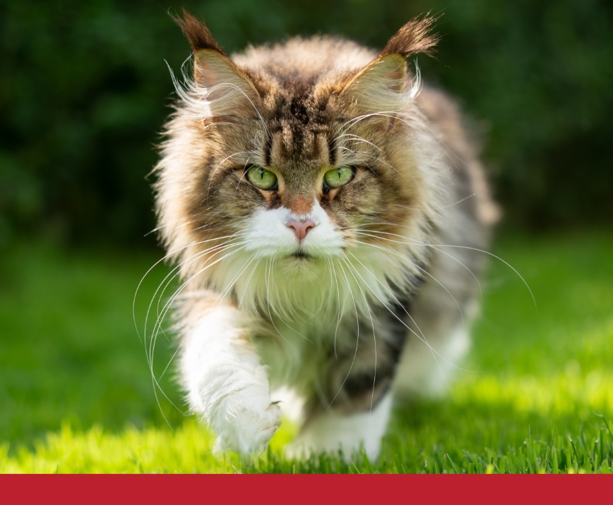 PetlifeSA™ - A Place for Dog & Cat Lovers | petlifesa.com