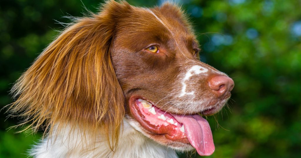 Pet Poop Patrol: What Your Pet’s Droppings Reveal - PetlifeSA