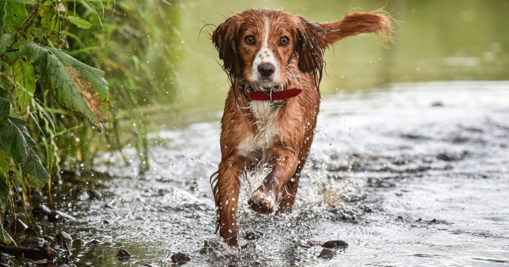 What You Need To Know About Zoonotic Diseases - PetlifeSA