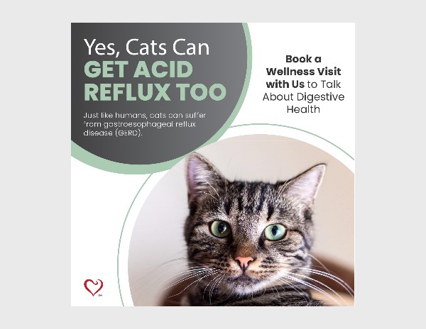 Digestive Health - PetlifeSA