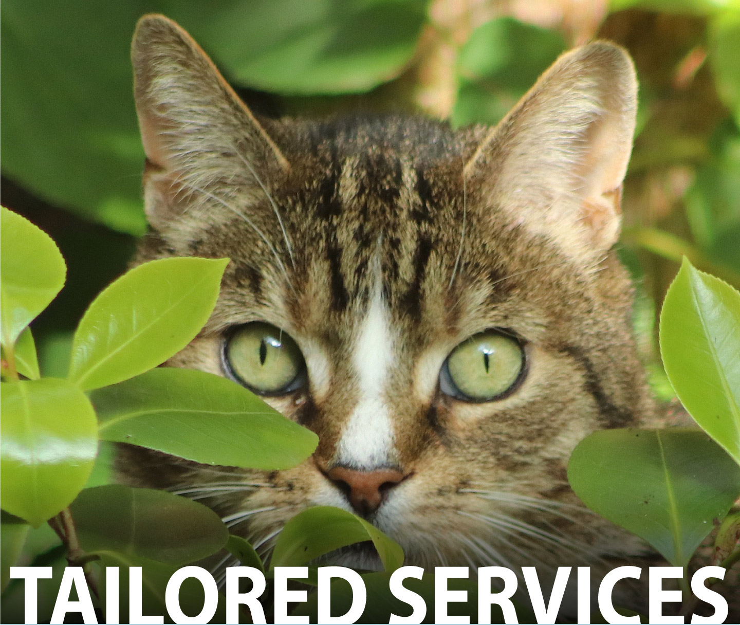 Tailored Services - PetlifeSA
